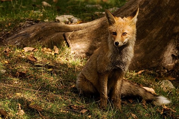 FAUNA DEL BOSQUE MEDITERRANEO · Javier Milla · ESFERA diseño