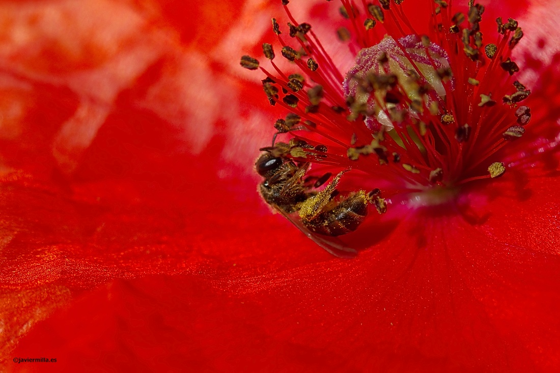 MACRO · FLORA · Javier Milla · ESFERA diseño