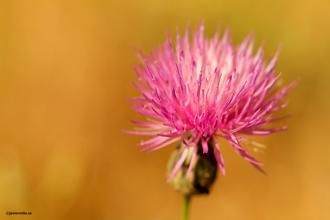 MACRO · FLORA · Javier Milla · ESFERA diseño
