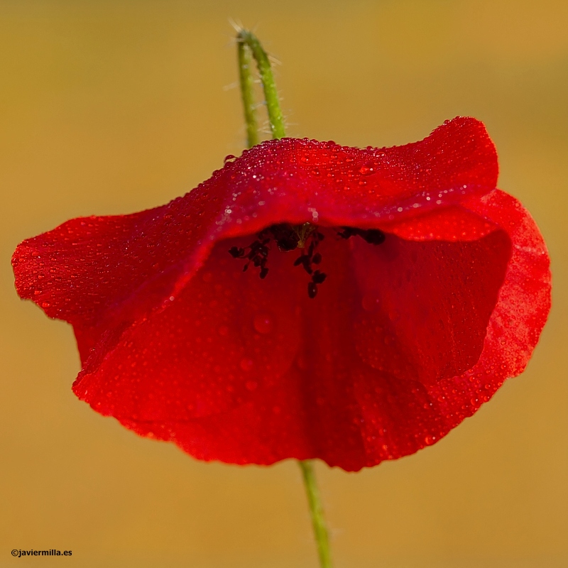 MACRO · FLORA · Javier Milla · ESFERA diseño
