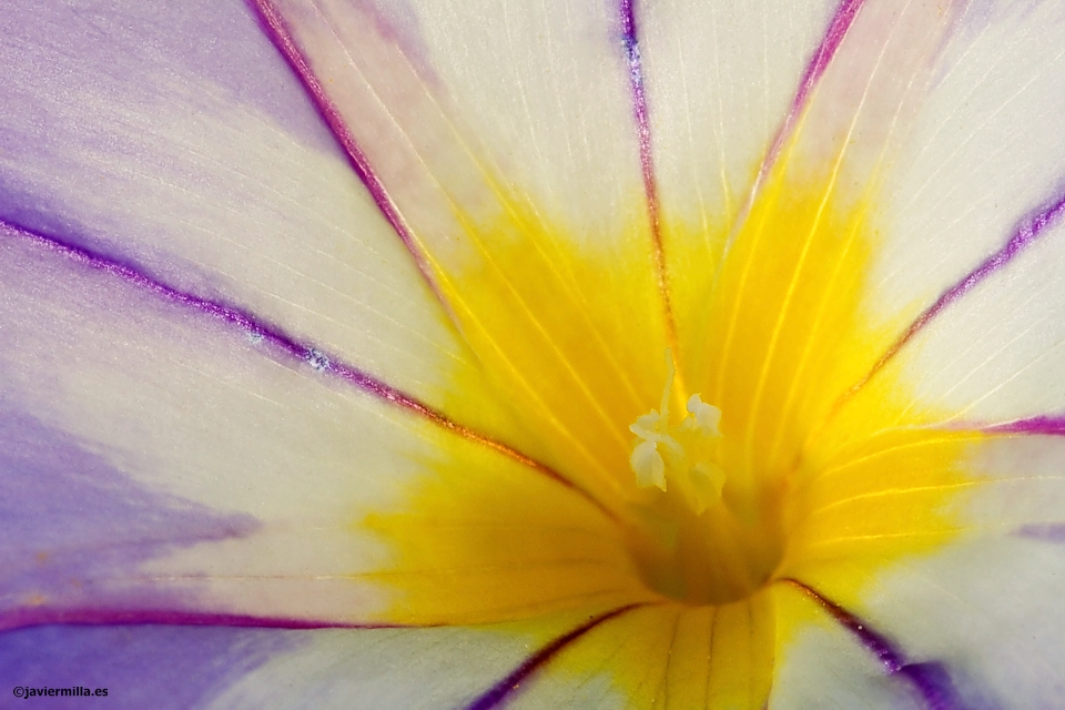 MACRO · FLORA · Javier Milla · ESFERA diseño