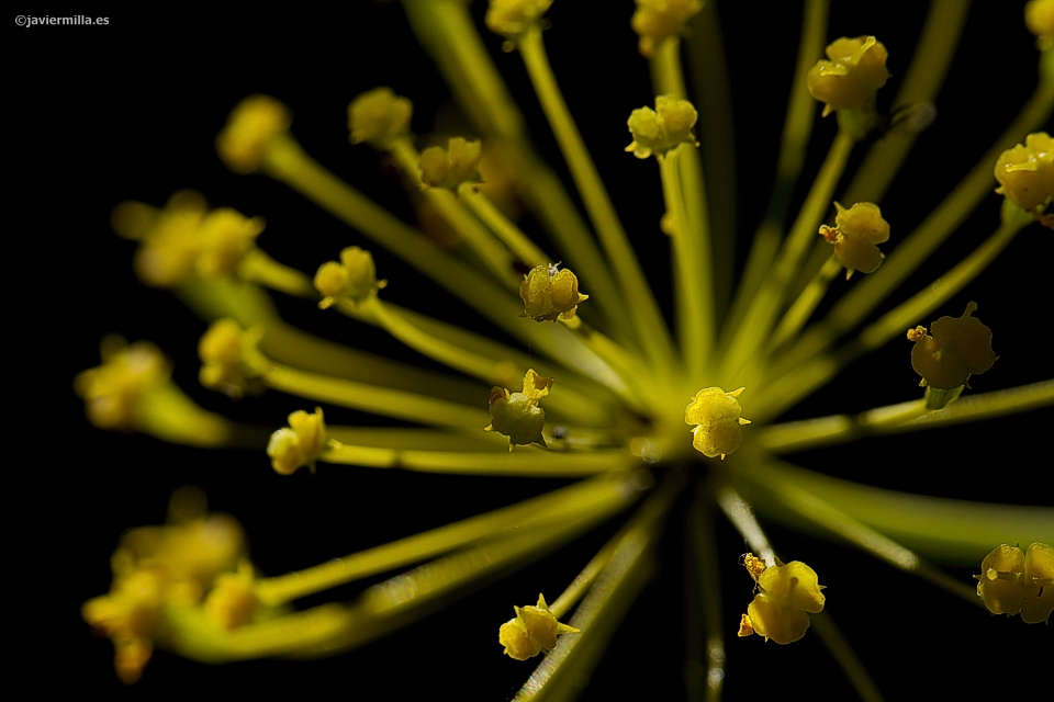 MACRO · FLORA · Javier Milla · ESFERA diseño