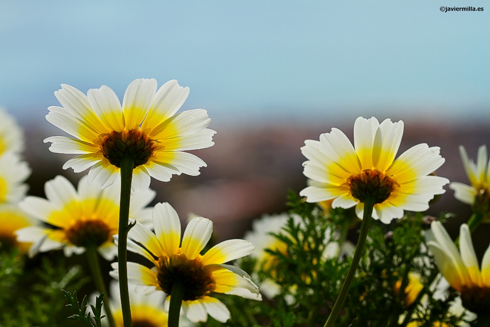 MACRO · FLORA · Javier Milla · ESFERA diseño